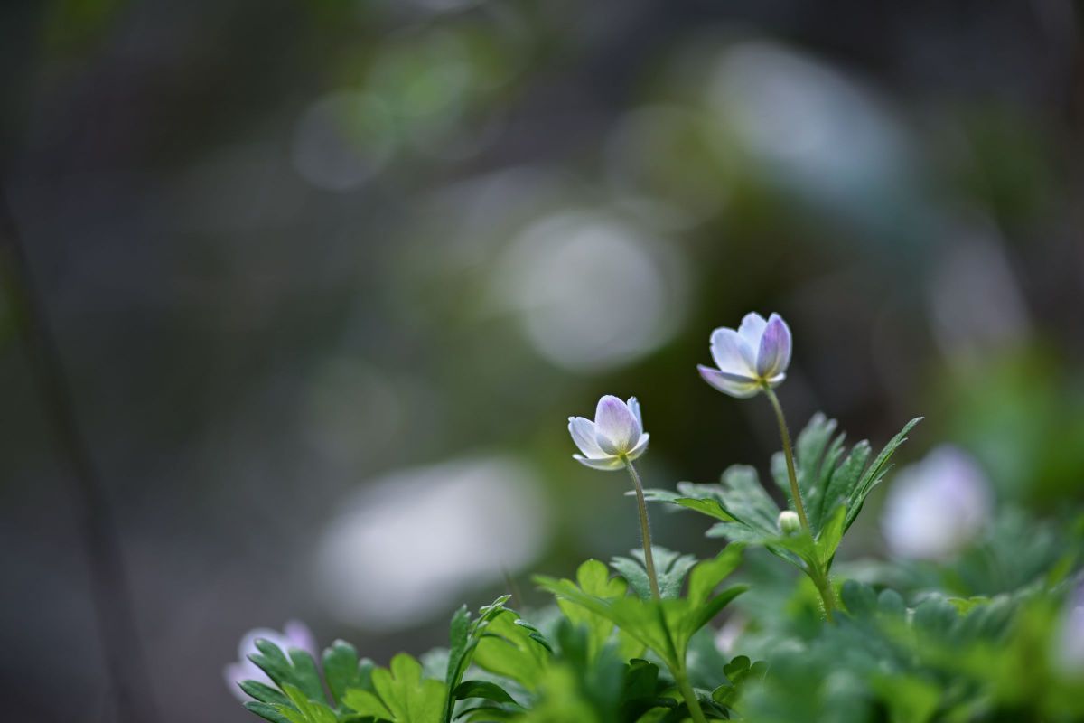 ＊2024/04/05 二輪草・・・♡ | GANREF