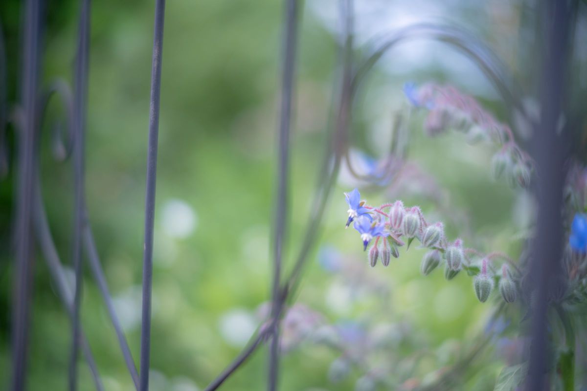 ＊2025/06/06 秘密の花園 ♥ 01 | GANREF