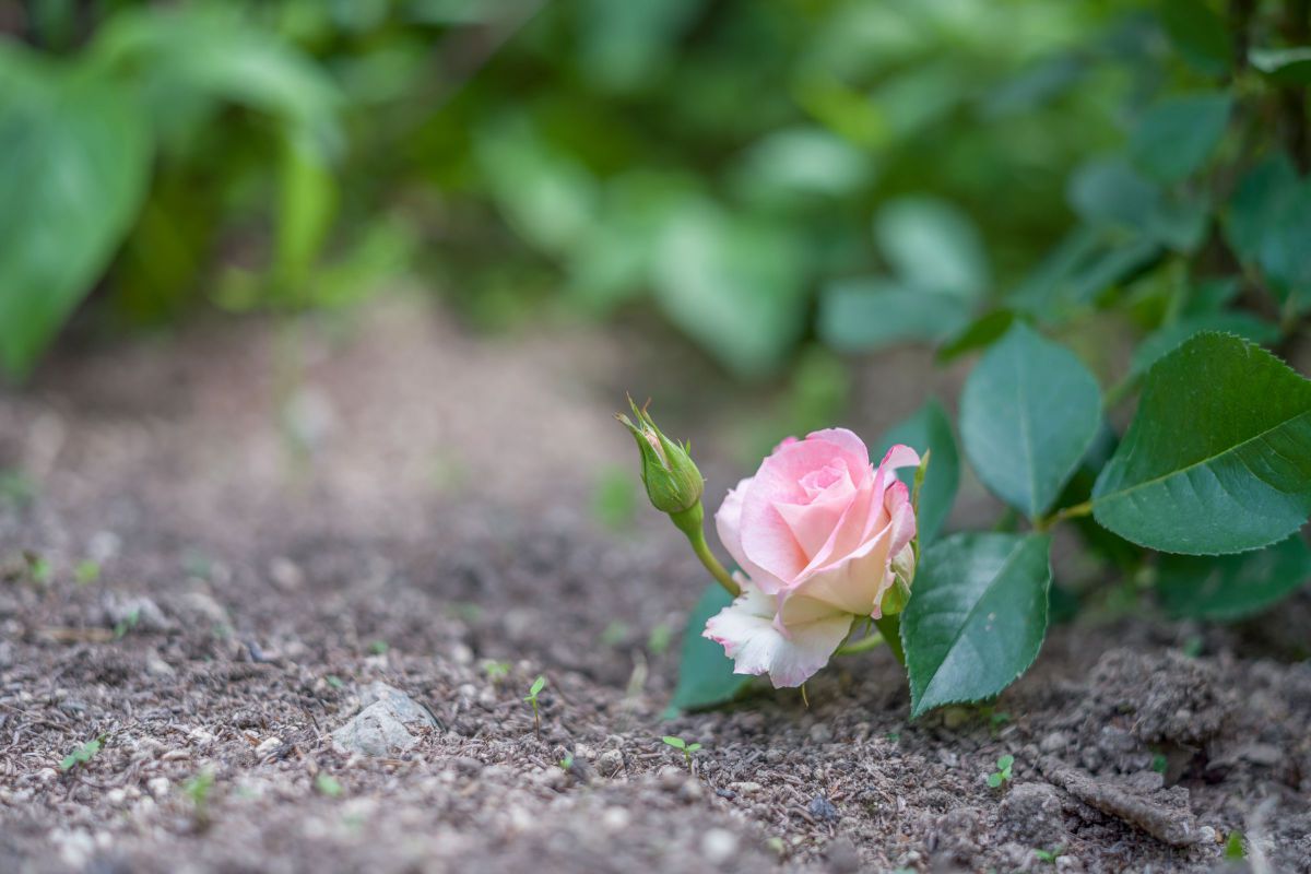 ＊2023/06/01 Rose collection ♡ 03 | GANREF