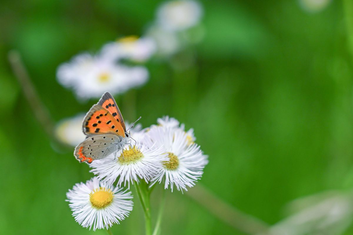 2024/05/06 ベニシジミ・・・♡ | GANREF