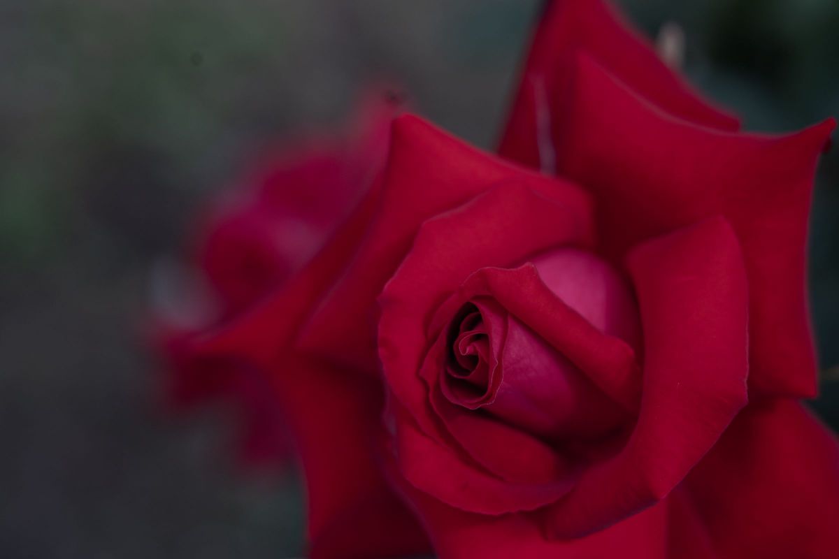 ＊2025/06/12 Rose collection ♡ 10 | GANREF