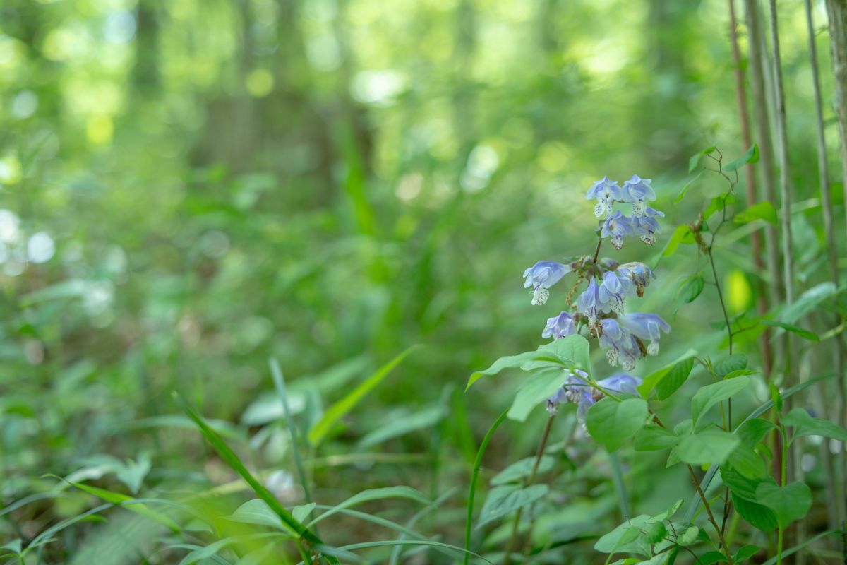 ＊2025/05/13 藪で淡く・・・♡ | GANREF