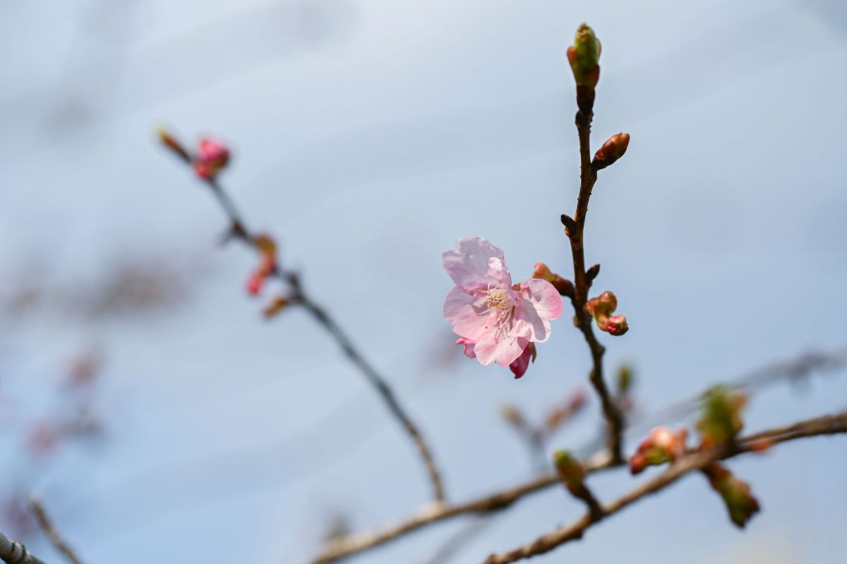 ＊2025/03/21 開花速報・・・河津桜♡ | GANREF