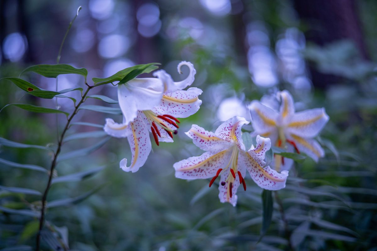 ＊2025/07/16 内緒ばなし・・・♡ | GANREF