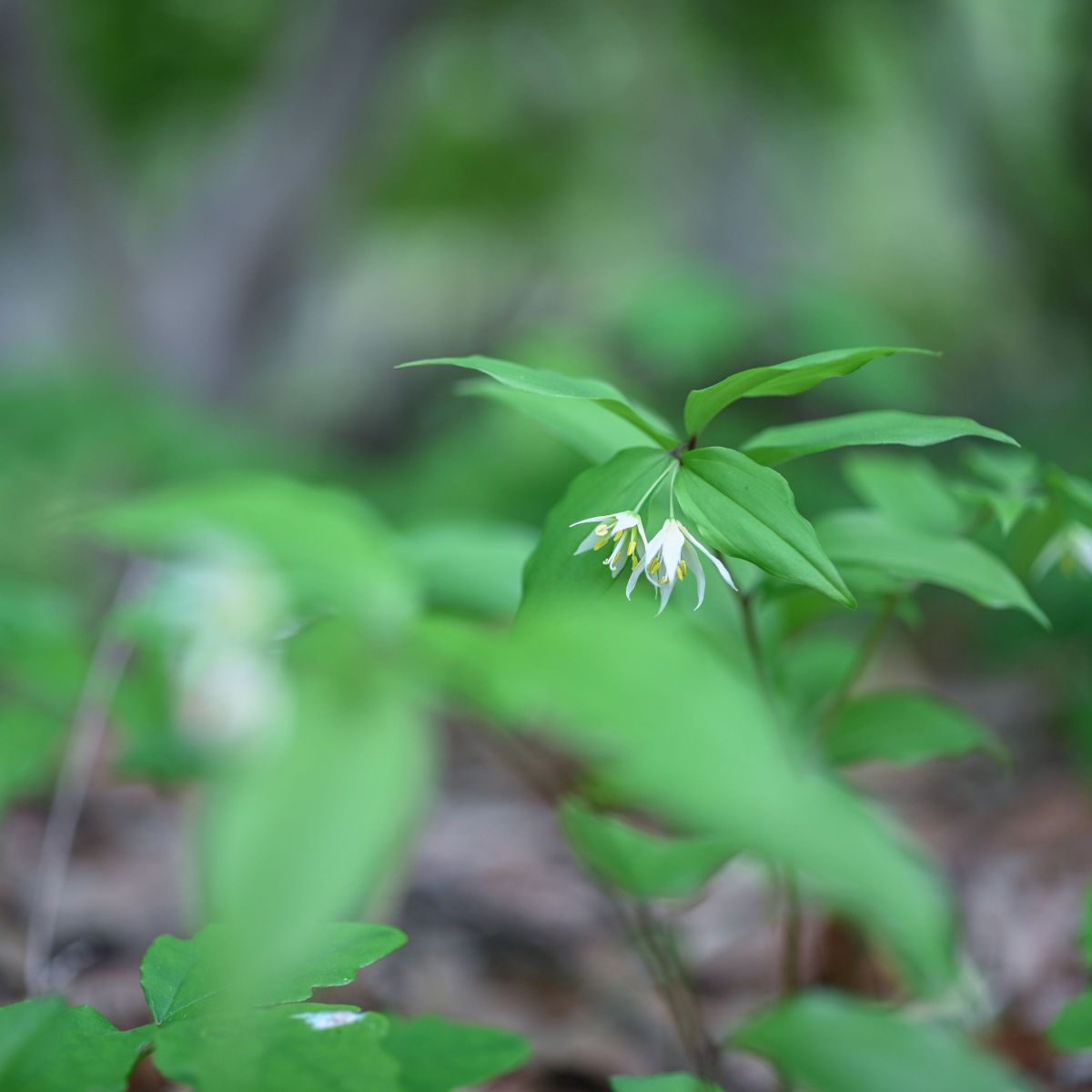 ＊2024/04/30 Twins・・・♡ | GANREF