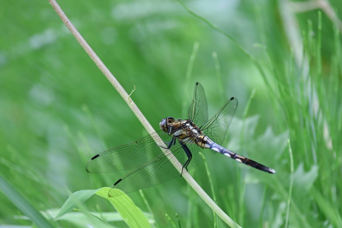 ＊2024/08/06 翅模様・・・♥ | GANREF