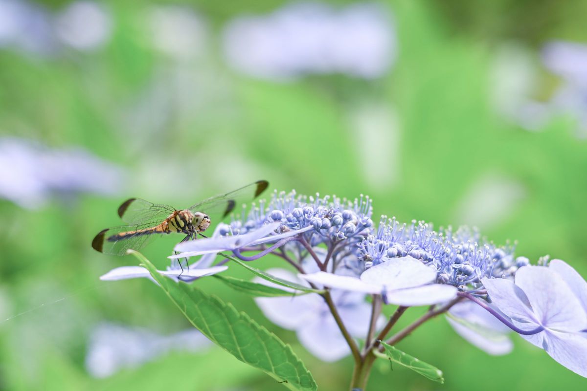 ＊2023/07/10 紫陽花 collection ♡ 07 | GANREF