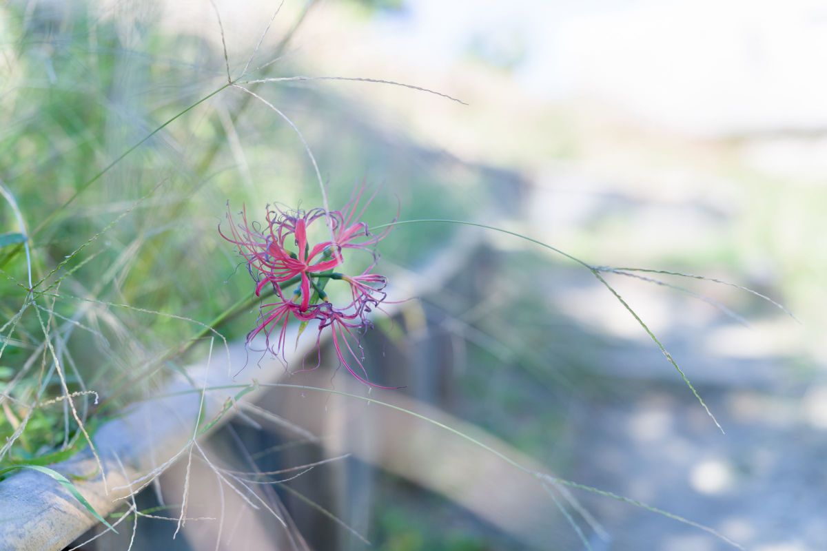 ＊2023/10/13 Autumn memories・・・♡ | GANREF