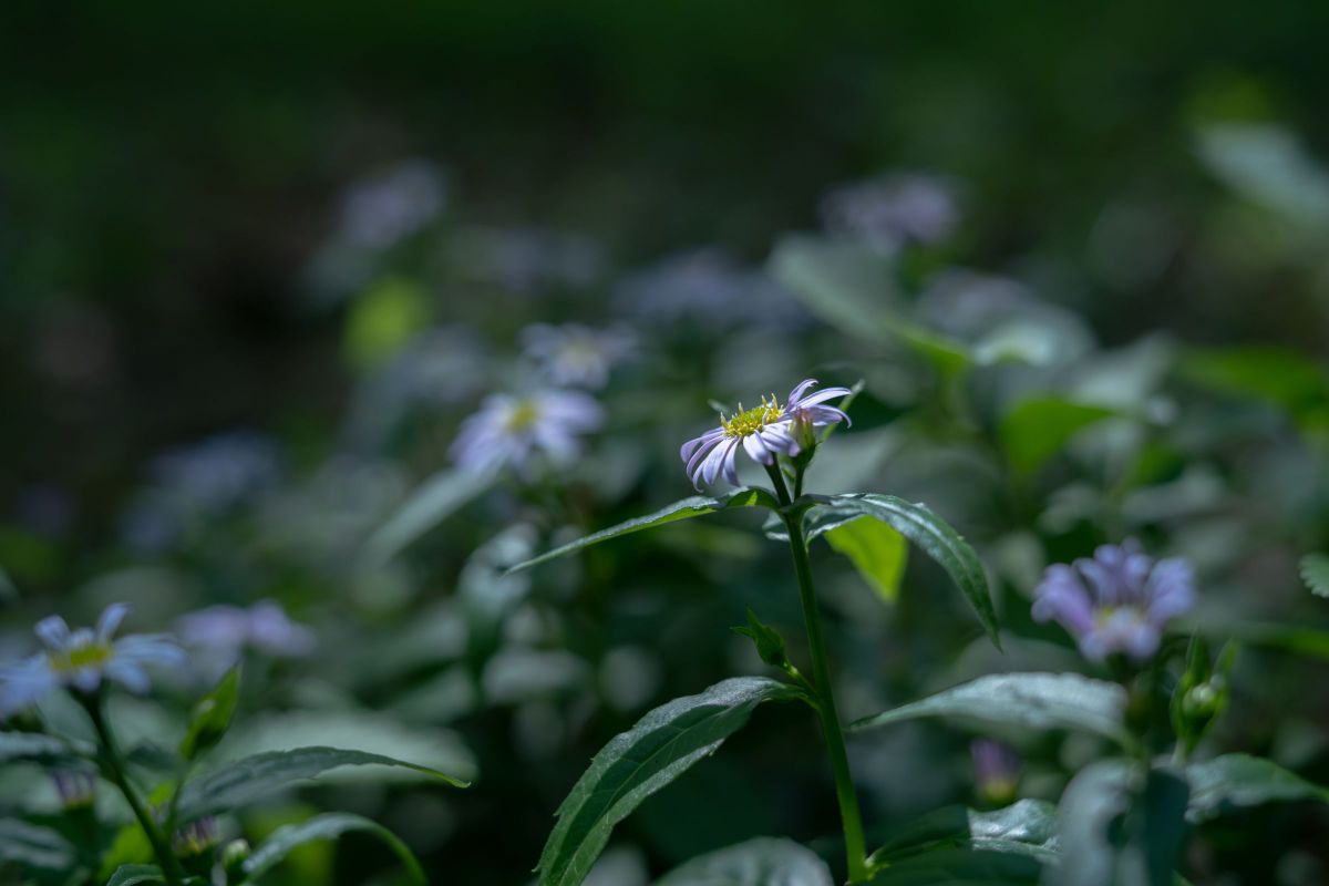 ＊2025/05/13 隠れた美しさ・・・♡ | GANREF