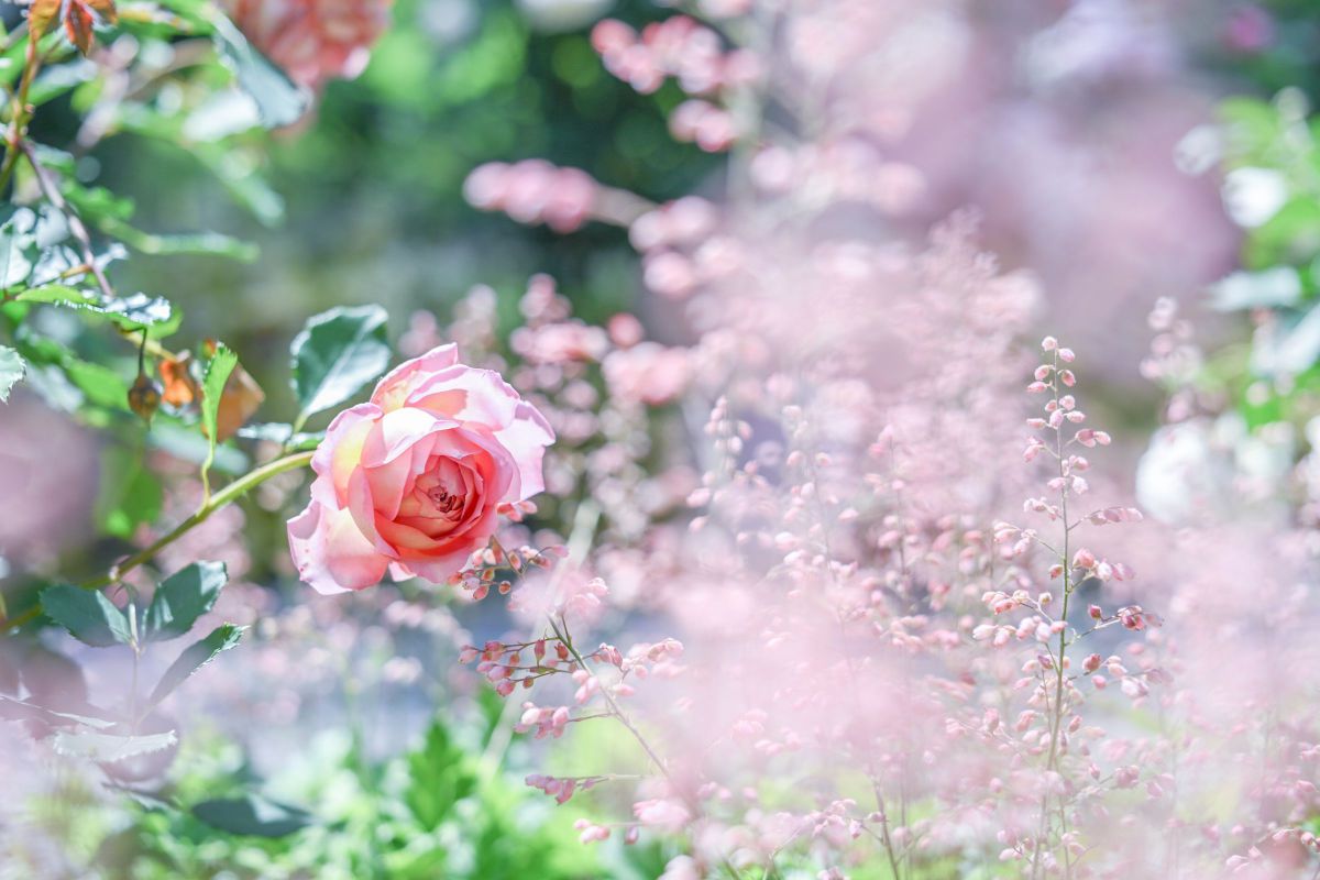 ＊2024/06/05 Rose collection ♡ 05 | GANREF