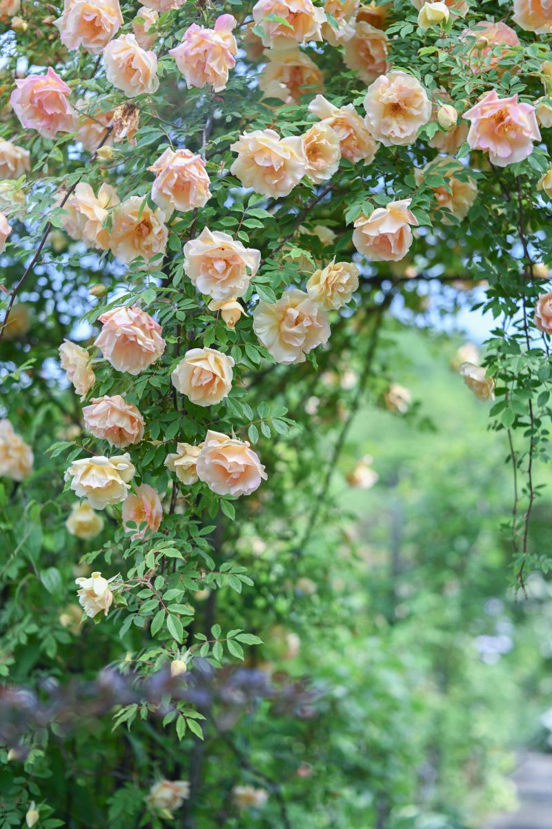 ＊2024/05/23 Rose collection ♡ 02 | GANREF