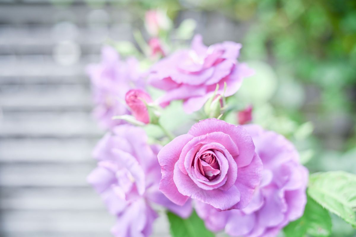 ＊2023/06/19 Rose collection ♡ 12 | GANREF