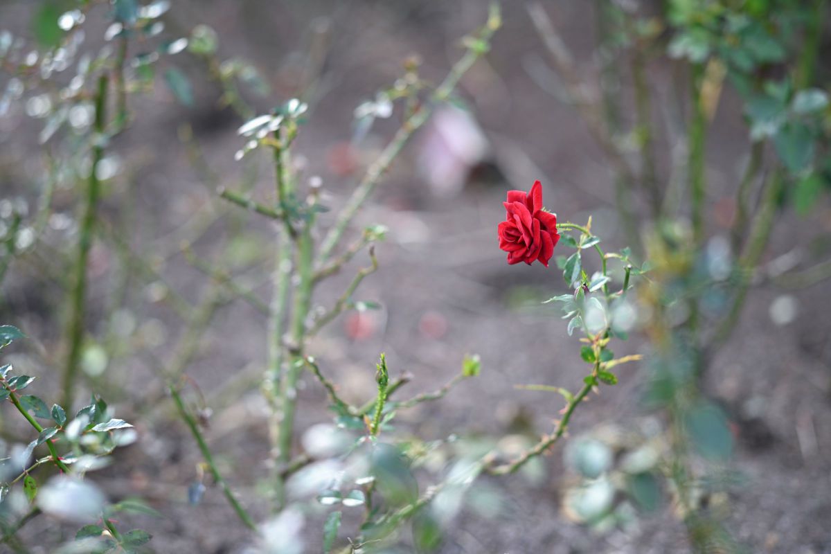 ＊2023/10/30 Rose collection ♥ 24 | GANREF