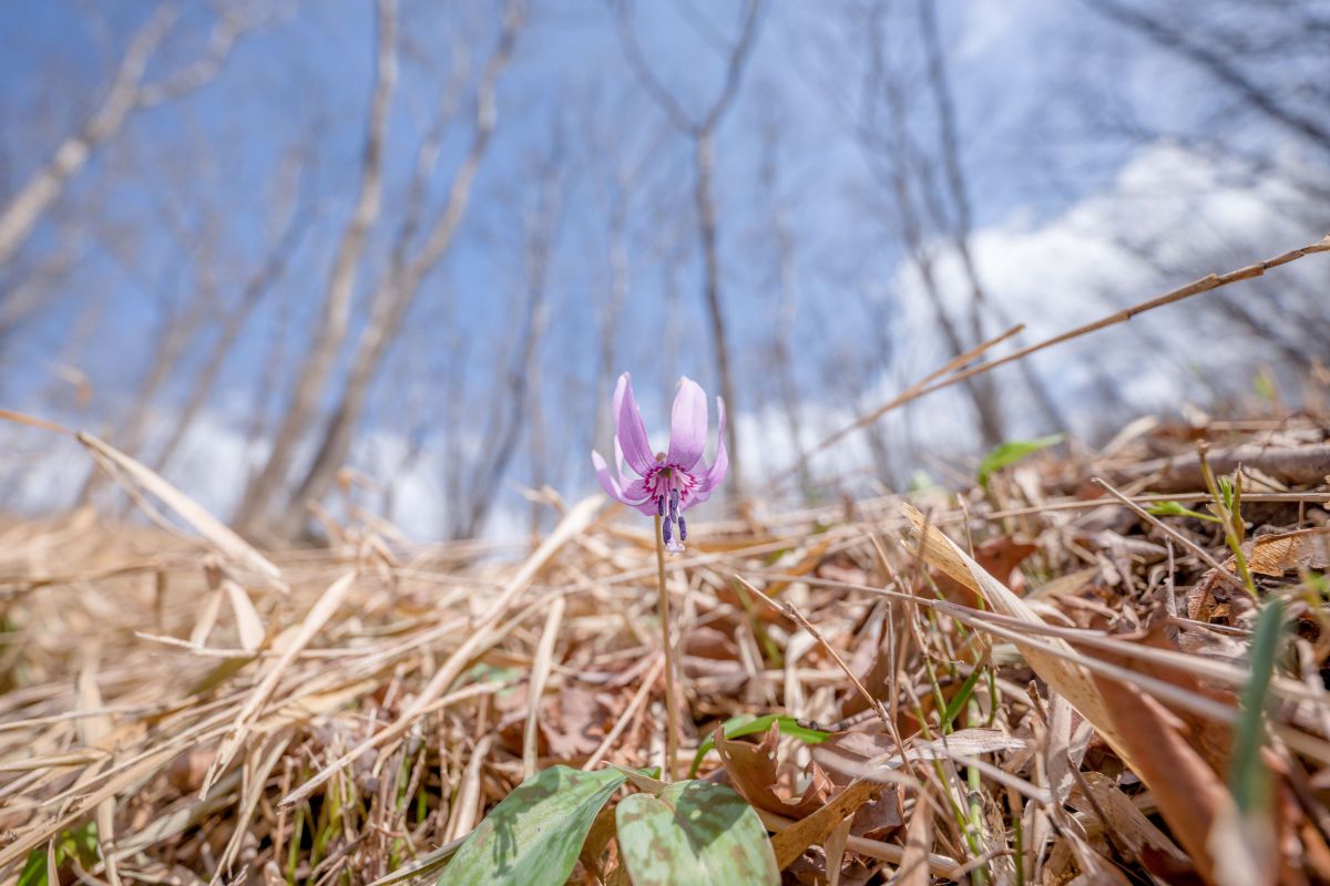 ＊2023/03/28 Spring ephemeral・・・♡ | GANREF