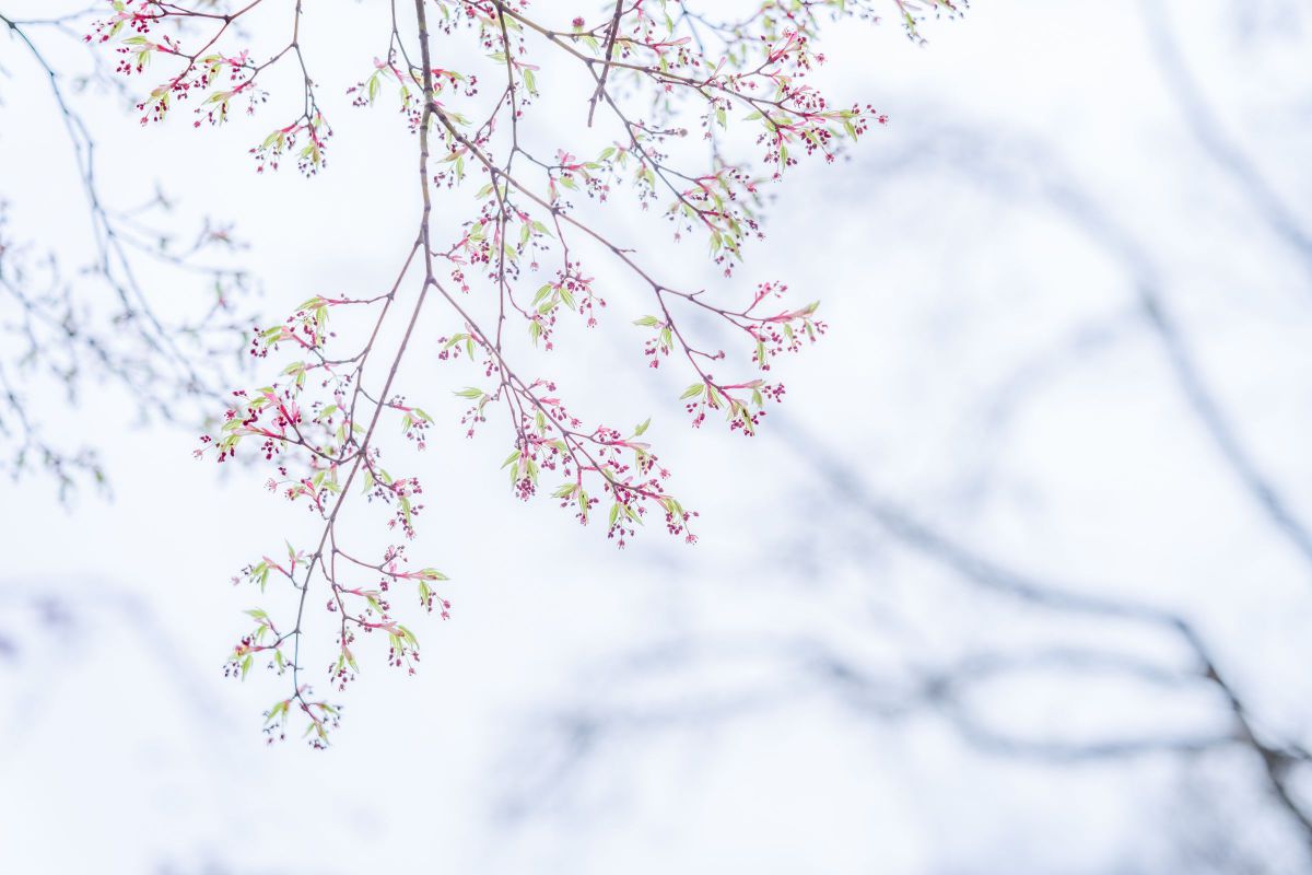 ＊2023/04/08 Spring colors・・・♡ | GANREF