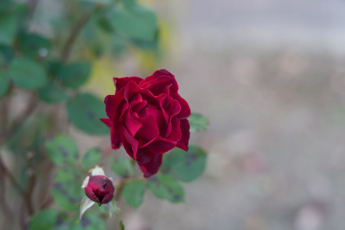 ＊2022/11/11 Rose collection ♡ 2022-17 | GANREF