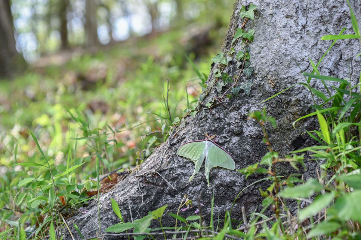 ＊2024/04/26 オナガミズアオ・・・？ | GANREF