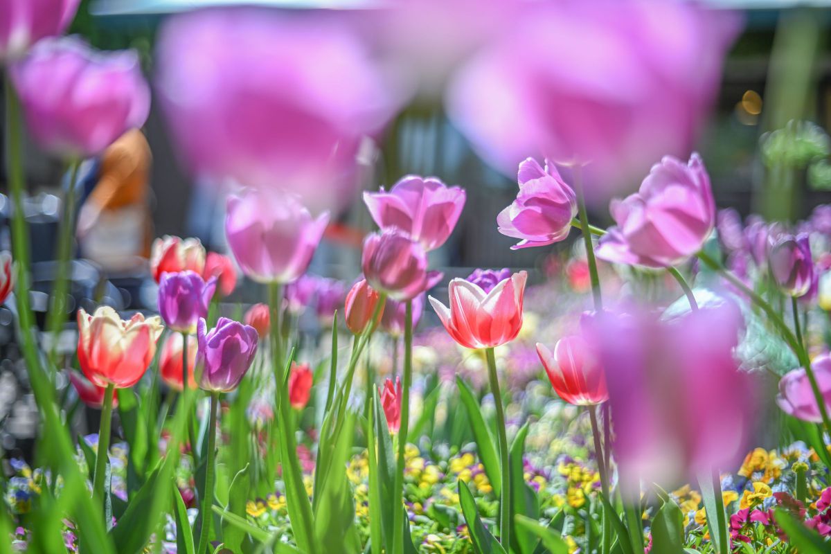 ＊2024/05/02 るんるんチューリップ・・・♡ | GANREF