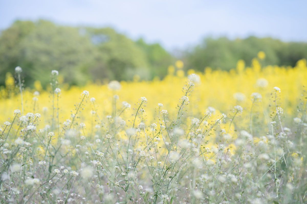 ＊2025/05/09 春風・・・♡ | GANREF