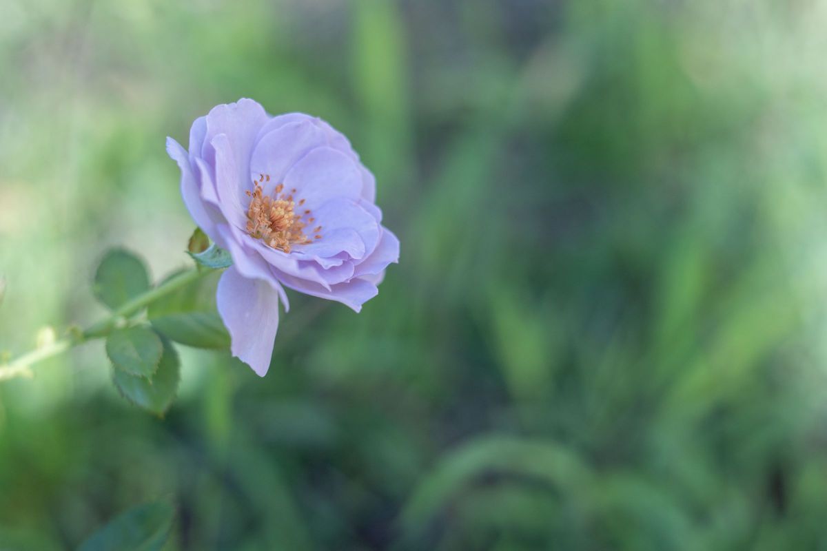 ＊2025/07/21 Rose collection ♡ 05 | GANREF