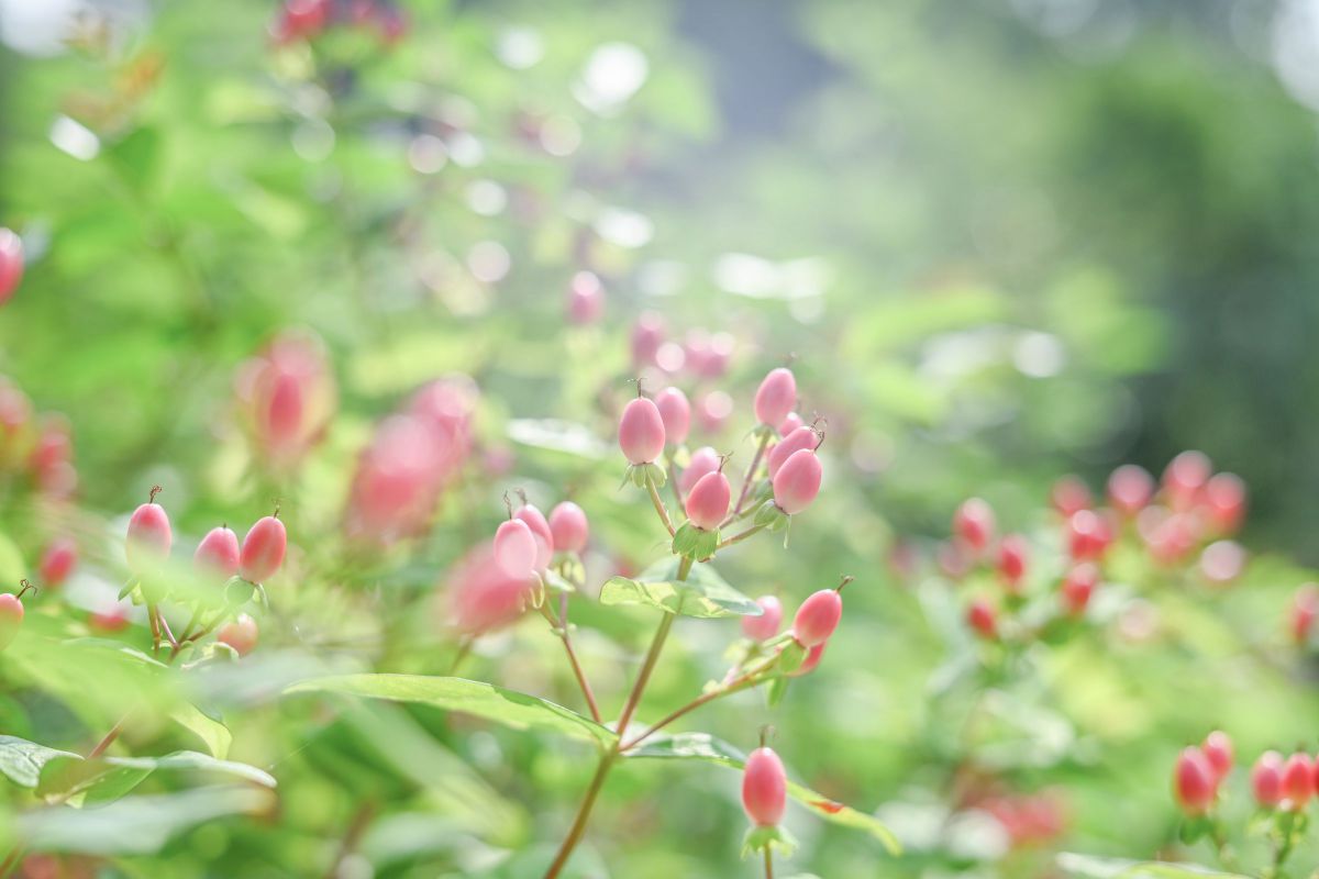 ＊2023/07/24 煌き・・・♡ | GANREF