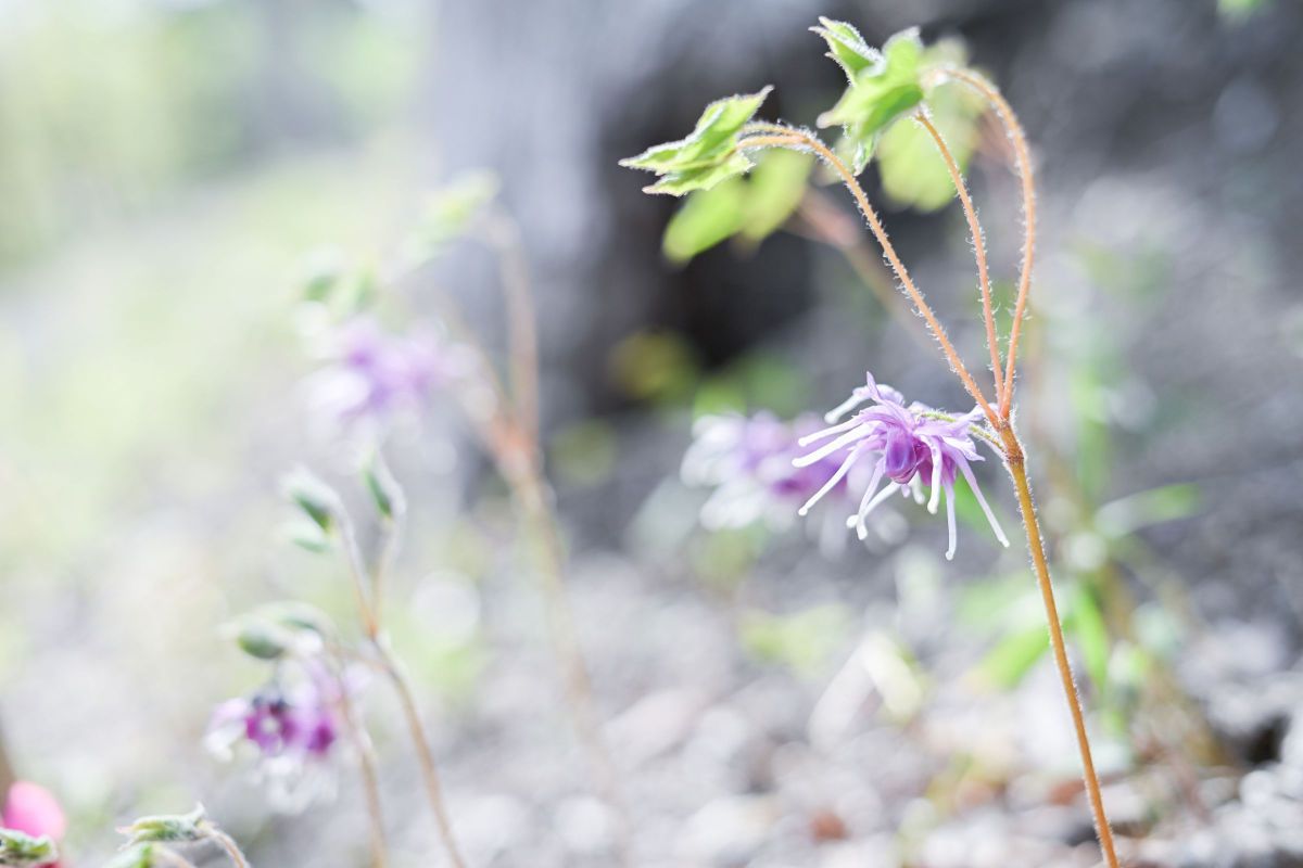 ＊2024/04/20 Fairy wings・・・♡ | GANREF