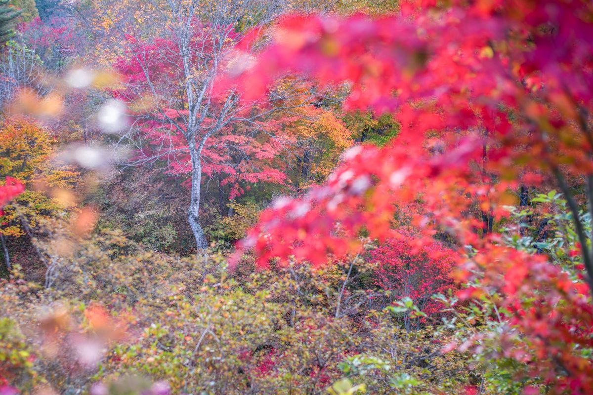 ＊2022/11/04 Autumn colors・・・ | GANREF