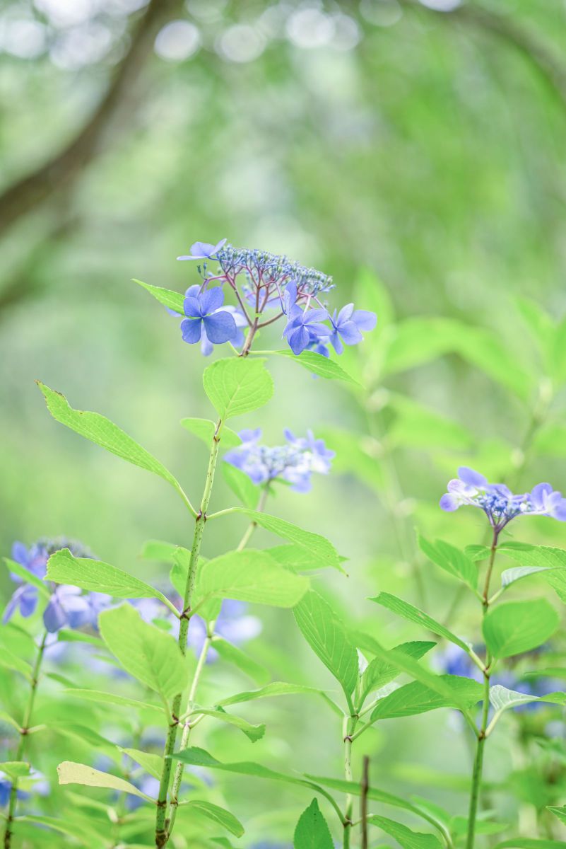 ＊2023/07/24 紫陽花 collection ♡ 08 | GANREF