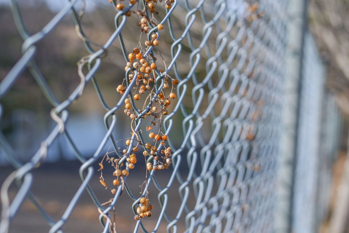 ＊2025/02/15 ♥fence♥ | GANREF