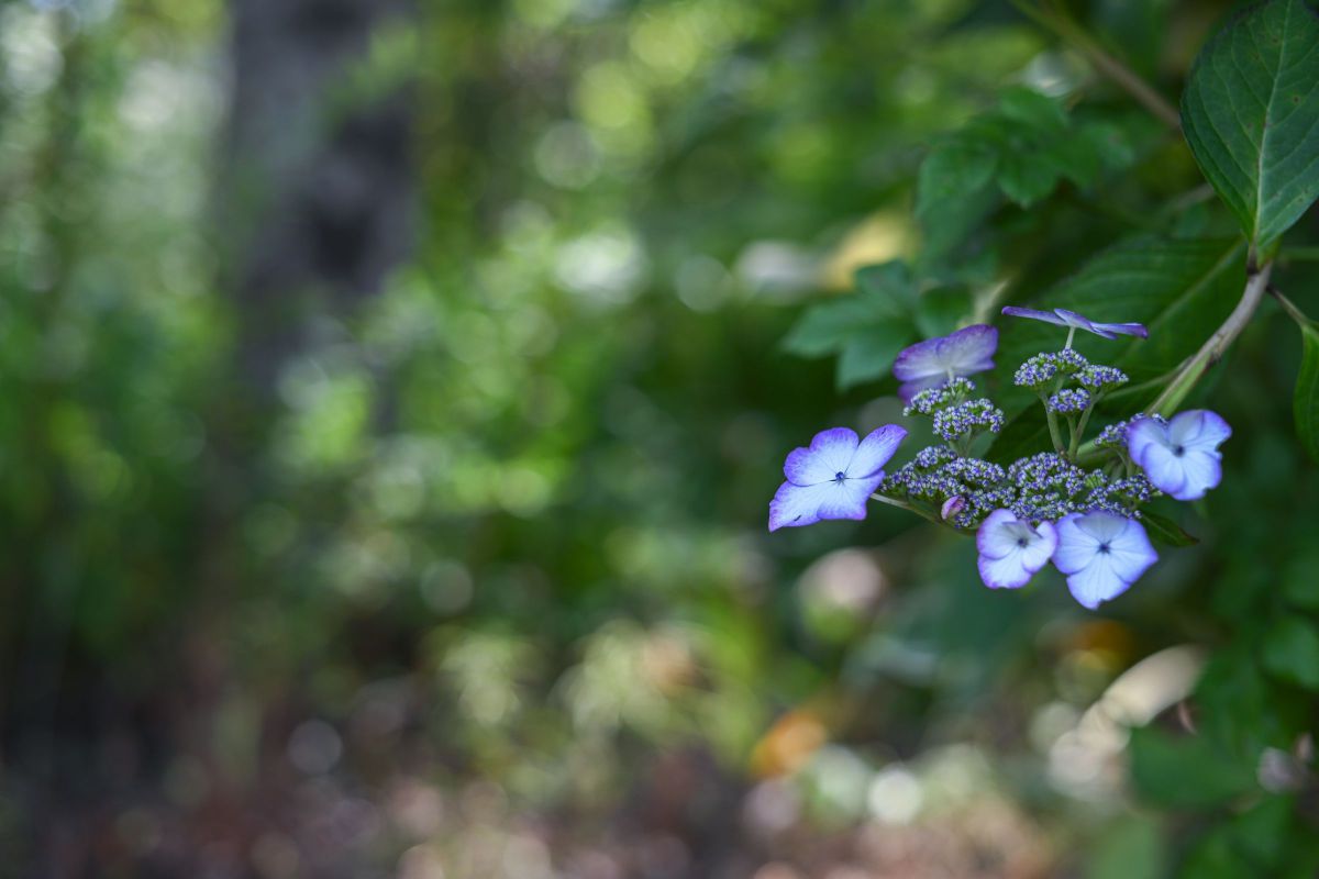 ＊2024/06/27 紫陽花 collection ♡ 08 | GANREF