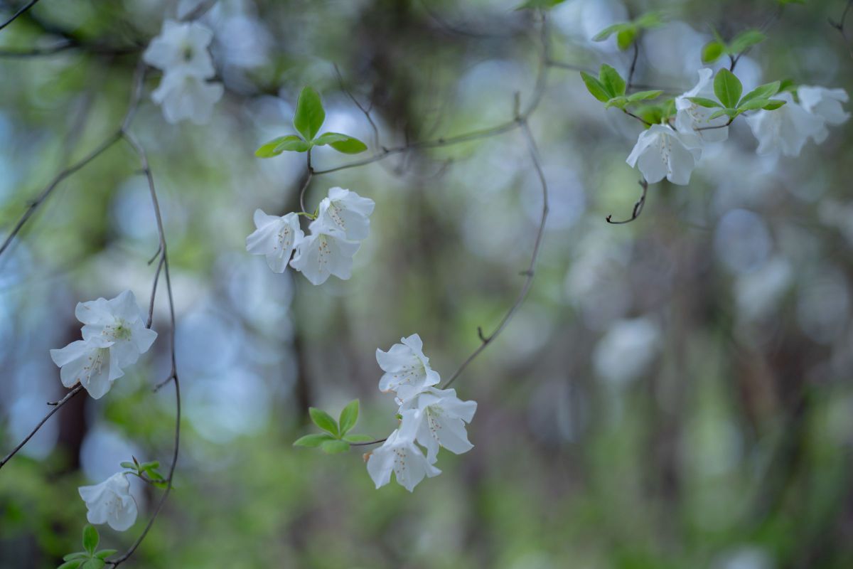 ＊2025/05/05 白八汐・・・♡ | GANREF