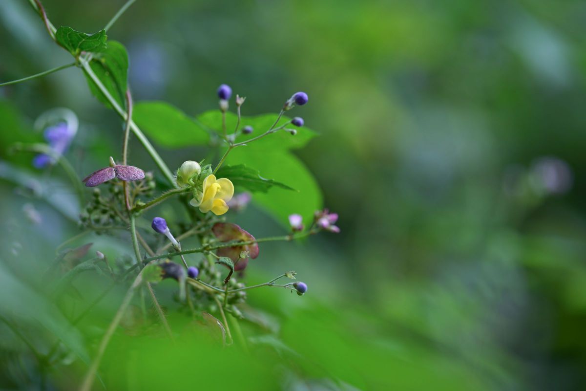 ＊2024/09/17 Autumn Objet・・・♡ | GANREF