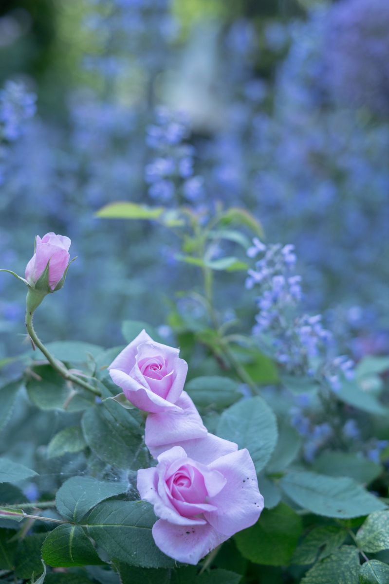 ＊2025/06/13 Rose collection ♡ 18 | GANREF