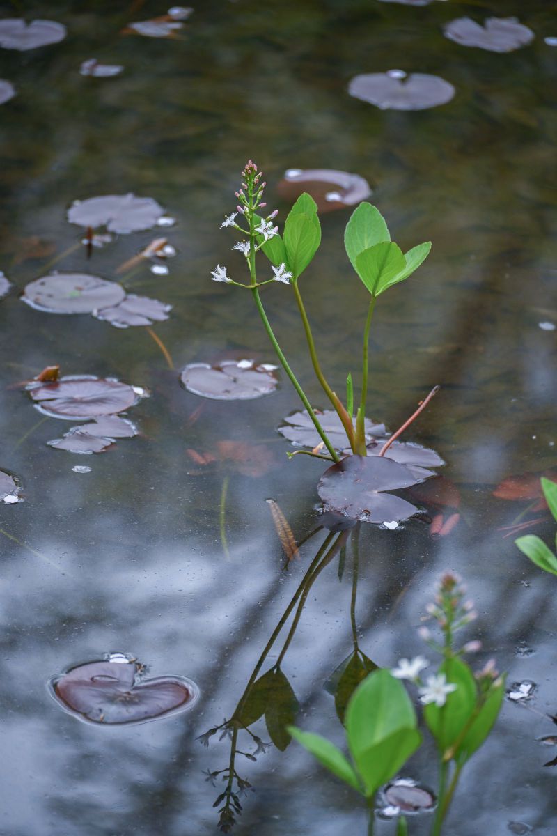 ＊2024/04/22 ミツガシワ・・・♡ | GANREF