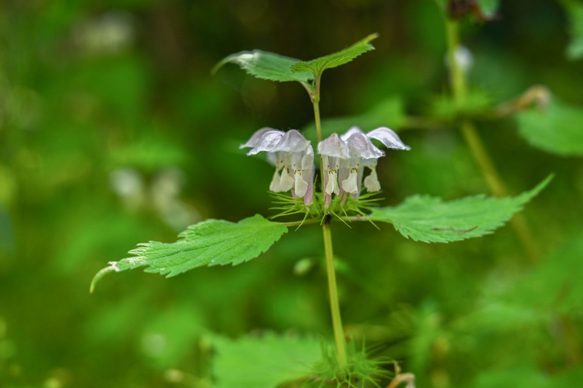 ＊2024/05/10 踊子草・・・♡ | GANREF