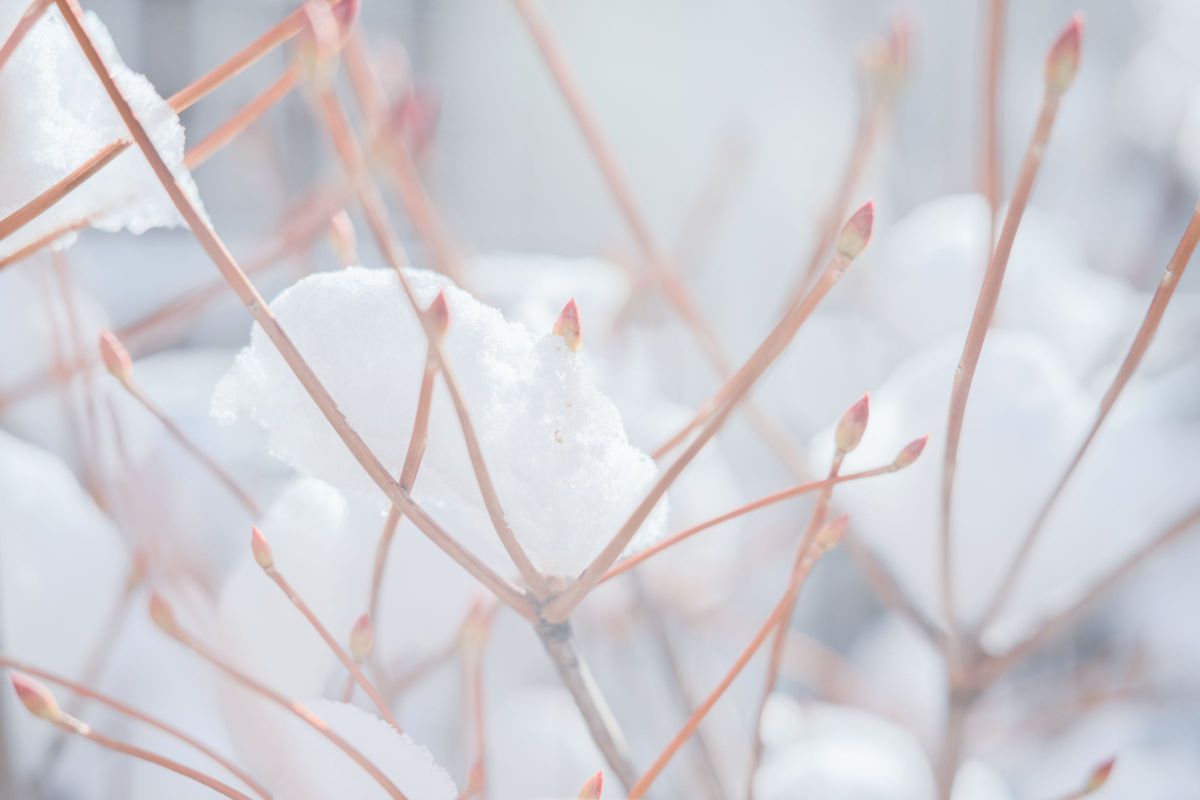 ＊2025/02/08 寒波襲来…春遠からじ・・・♡ | GANREF