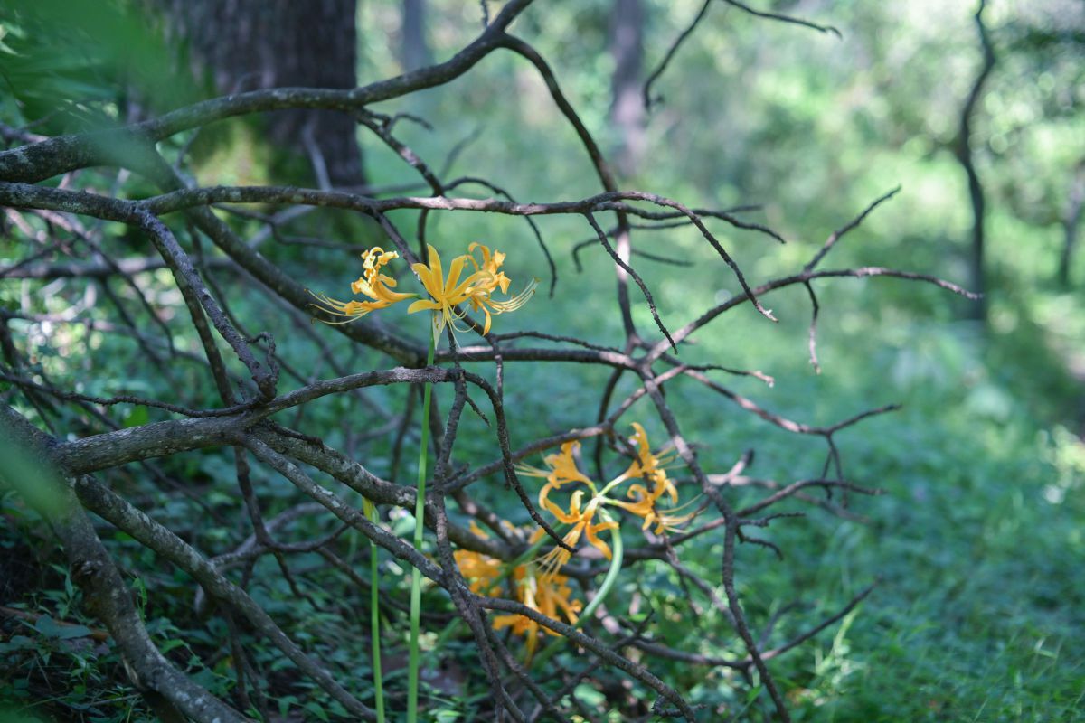 ＊2024/09/17 Autumn Objet・・・♡ | GANREF