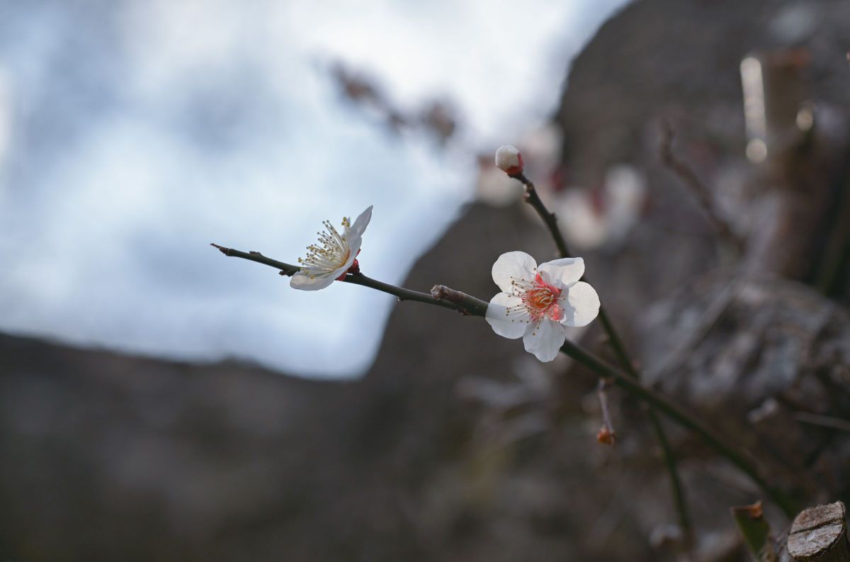 ＊2025/03/21 色香・・・♡ | GANREF