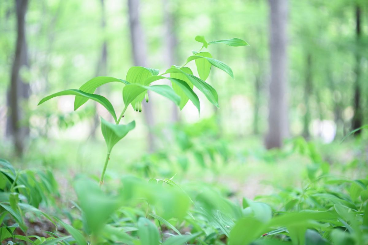 ＊2024/04/30 ホウチャクソウ・・・♡ | GANREF