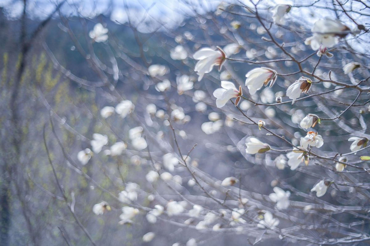 ＊2025/03/31 風そよぐ・・・♡ | GANREF