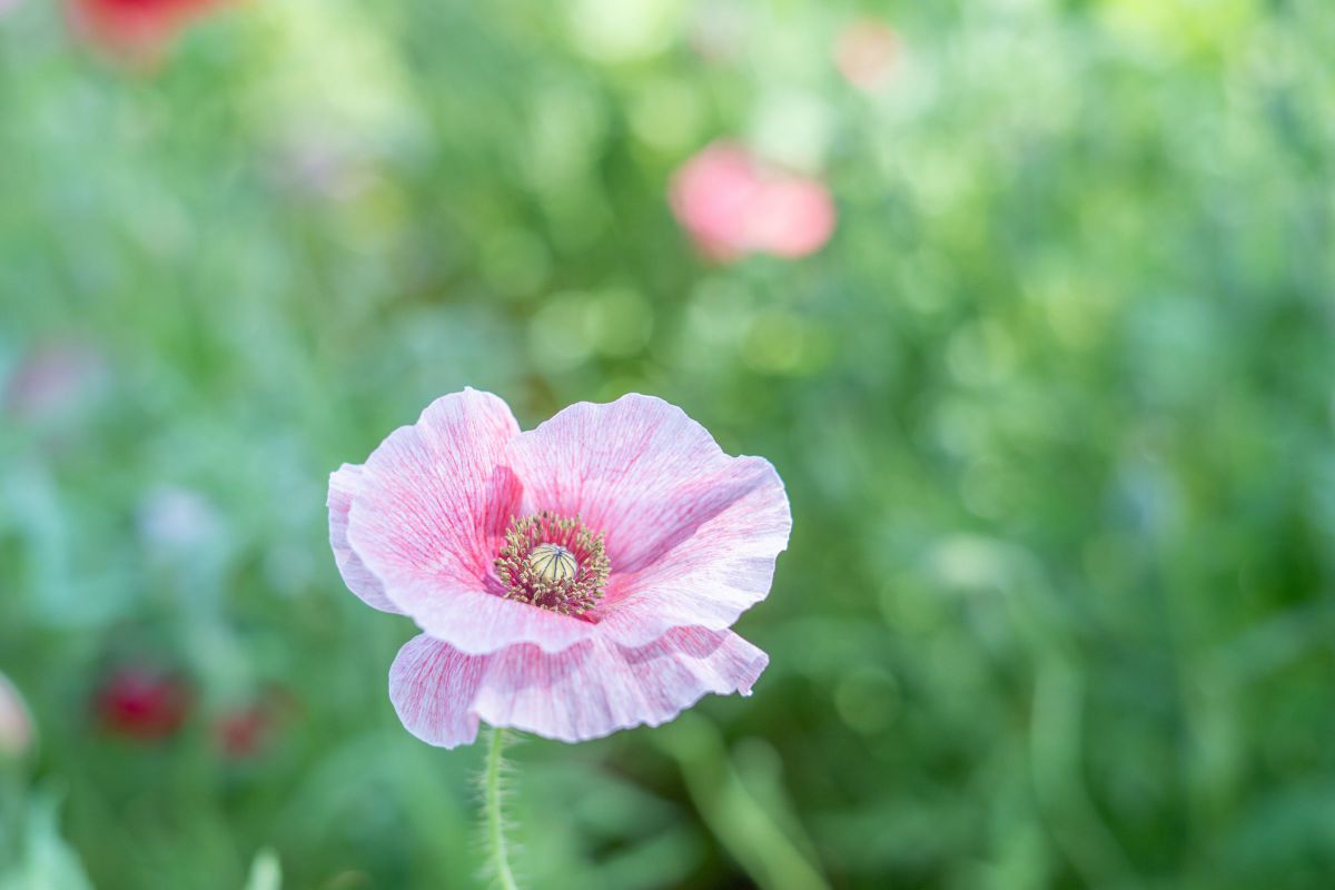 ＊2025/05/19 恋の予感・・・♡ | GANREF