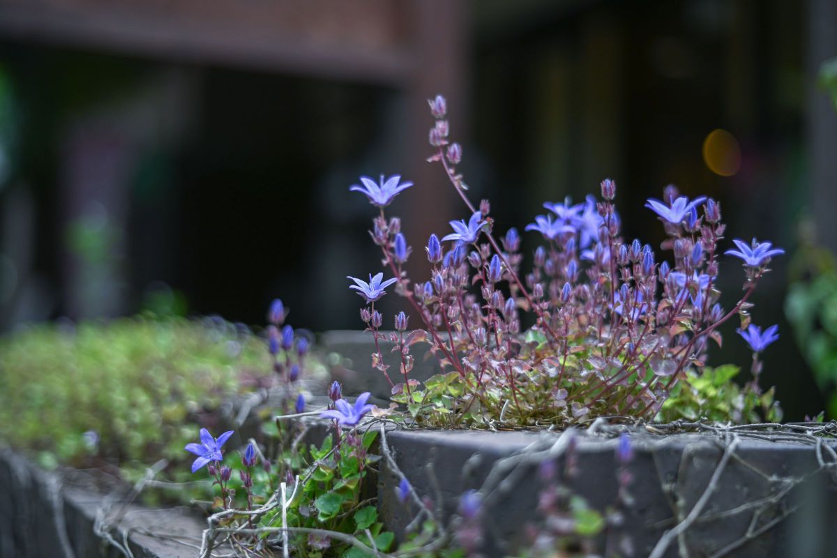 ＊2024/05/30 蒼い小花・・・♡ | GANREF