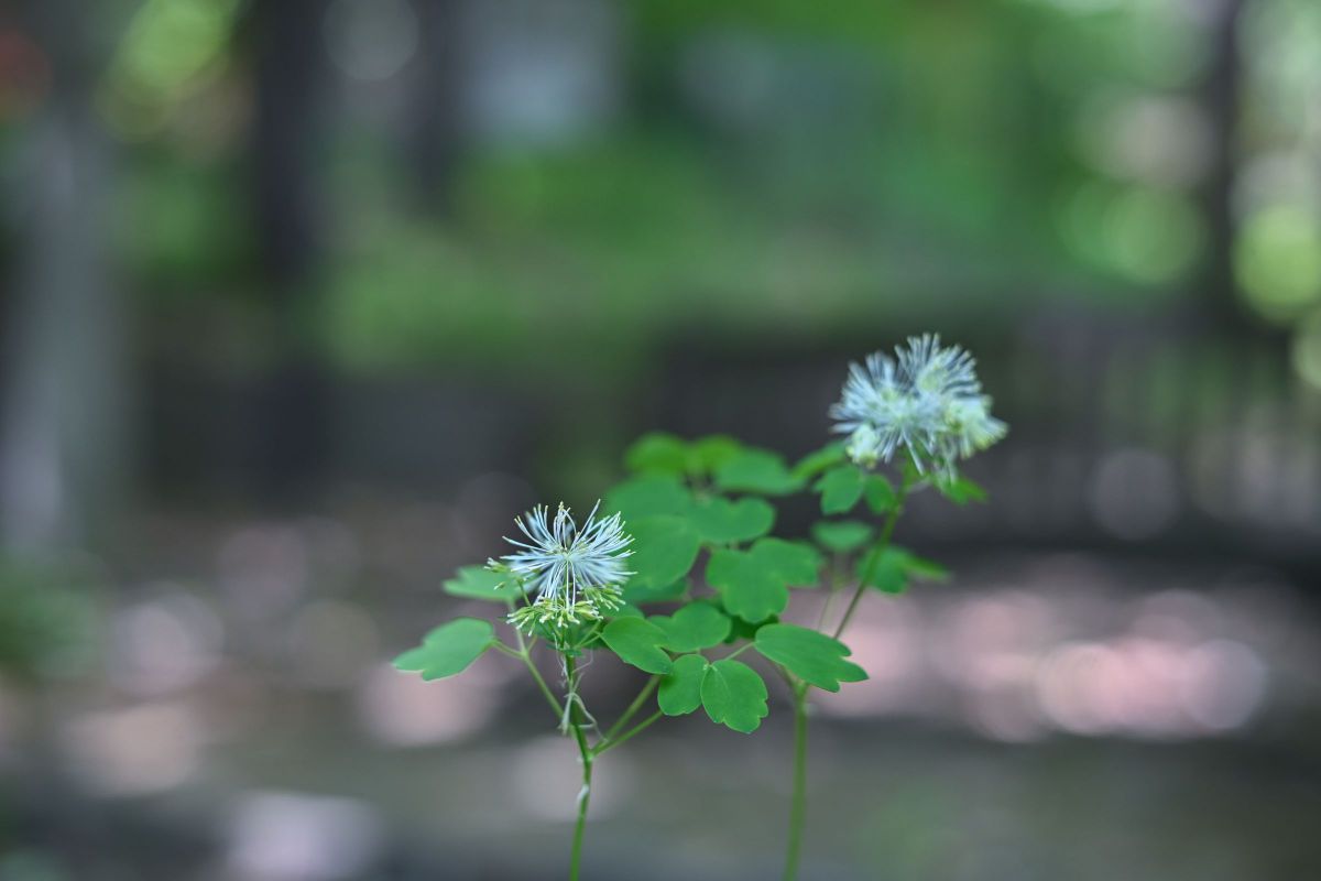 ＊2024/05/14 深山唐松・・・♡ | GANREF