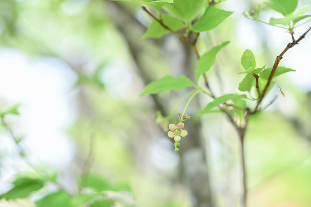 ＊2024/04/29 片想い・・・♡ | GANREF