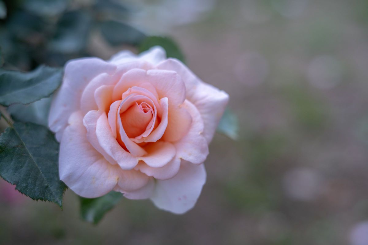 ＊2025/06/12 Rose collection ♡ 08 | GANREF