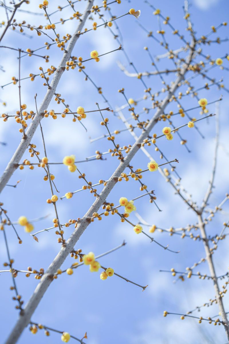 ＊2025/01/24 整列・・・♡ | GANREF