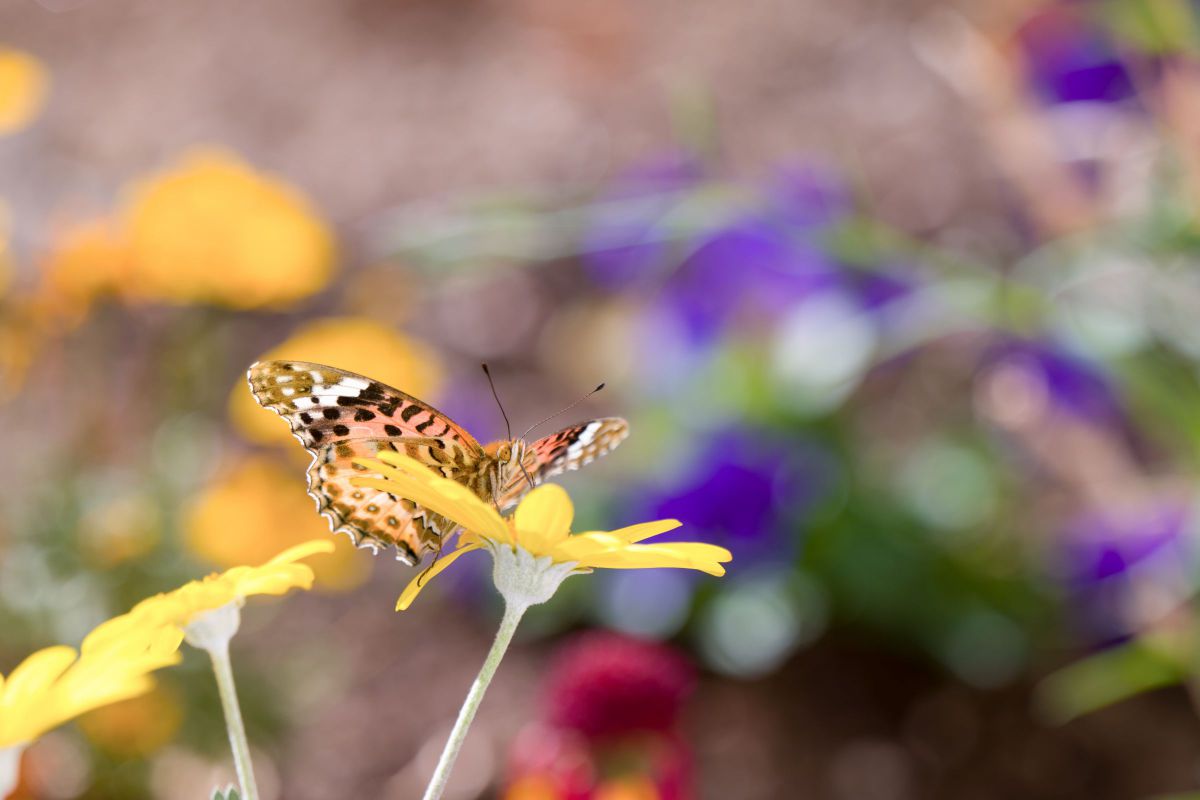 ＊2023/11/28 健在・・・♡ | GANREF