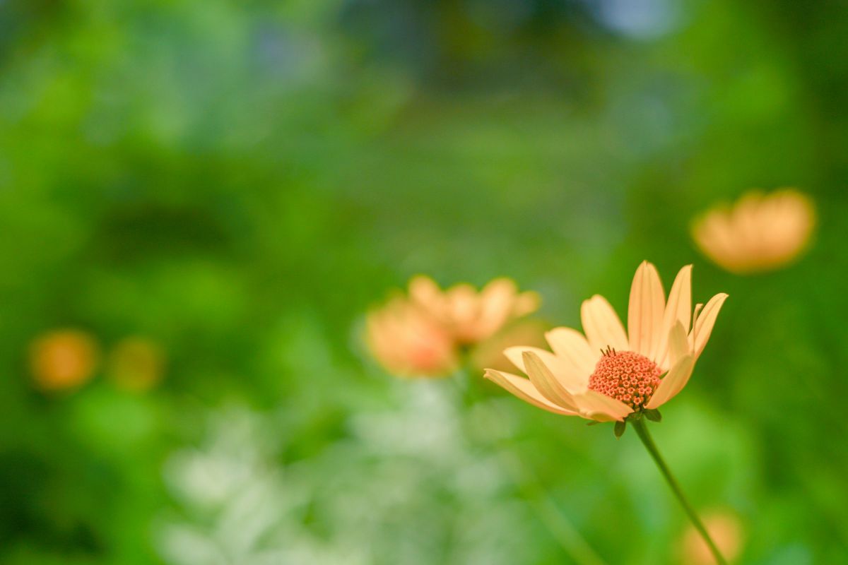 ＊2024/07/16 てんこ盛り・・・♡ | GANREF