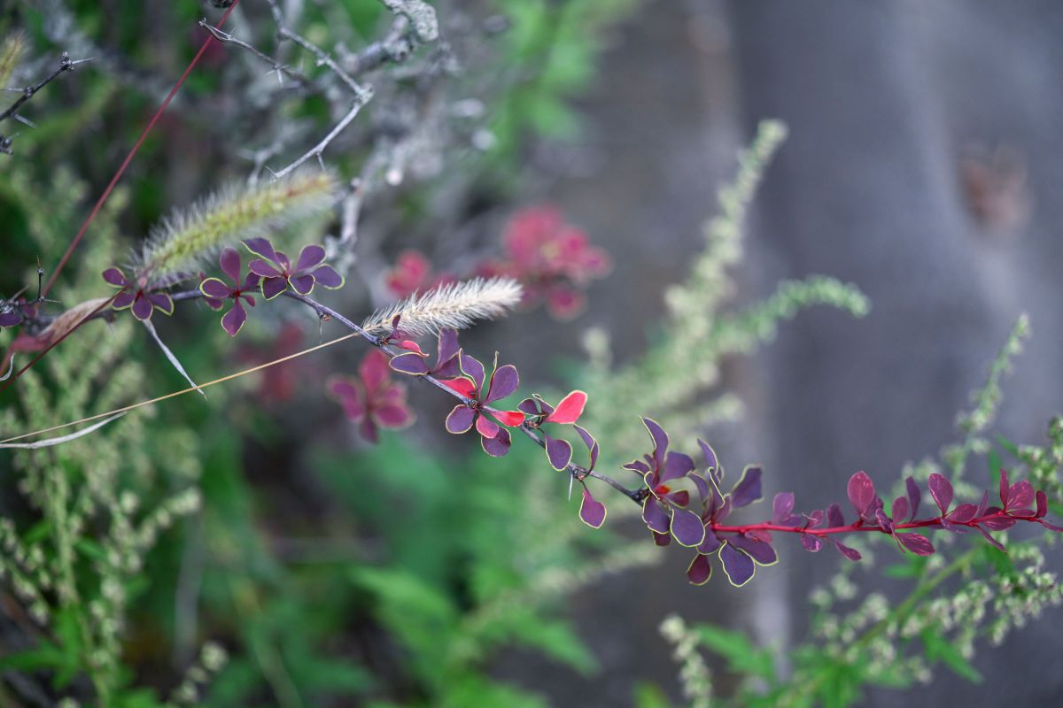 ＊2024/10/05 Autumn objet・・・♡ | GANREF