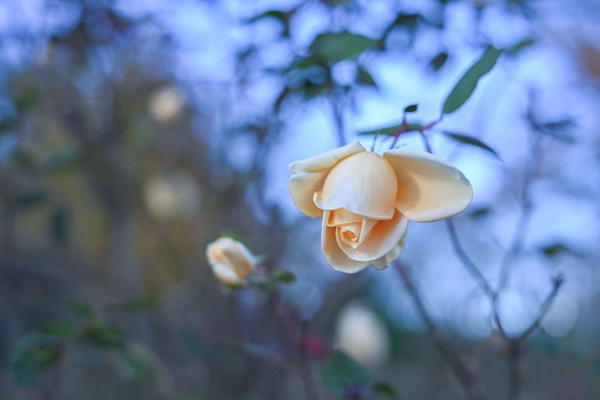 ＊2024/11/29 Rose collection ♡ 30 | GANREF